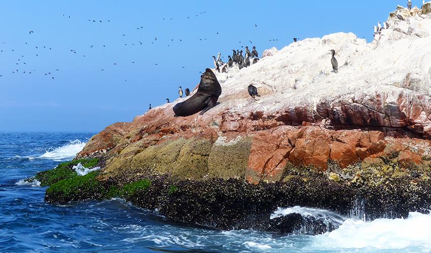 Ballestas Islands Sightseeing Boat Ride (from Paracas)